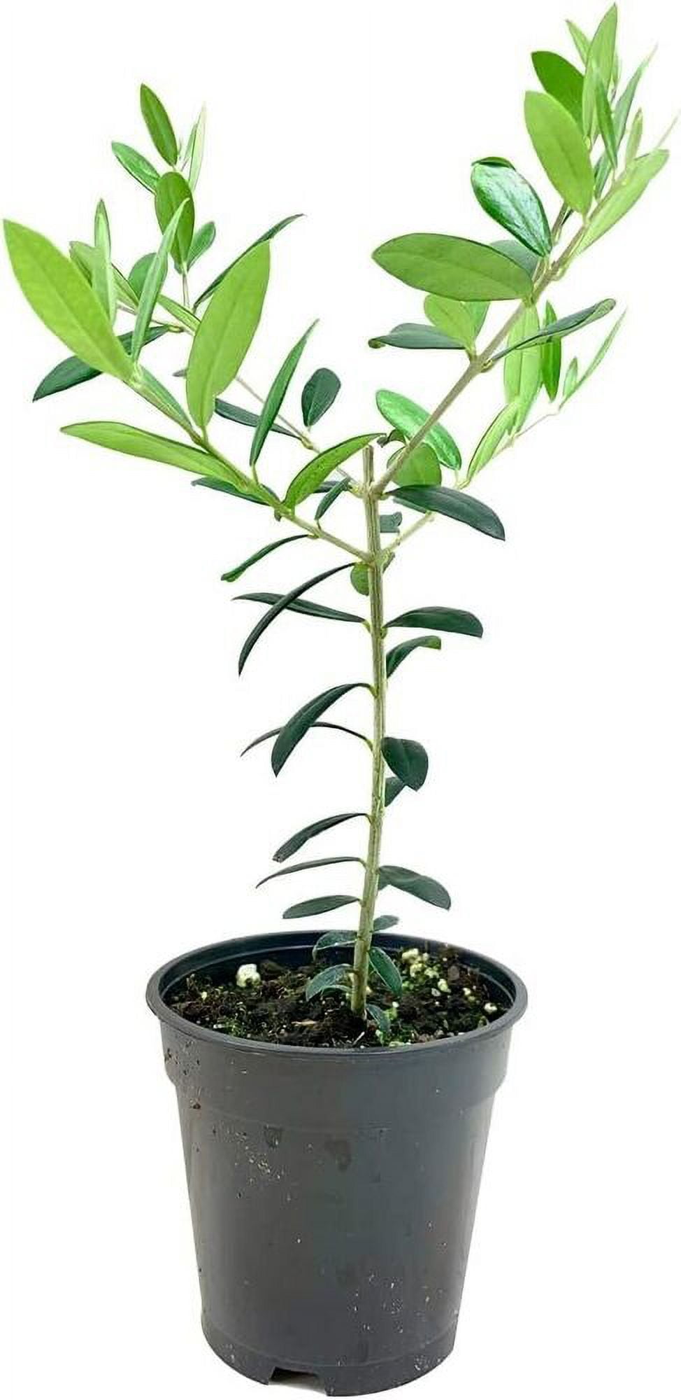 Arbequina Olive Tree | Live 4 Inch Pots | Grow Your Own Olives Indoors ...