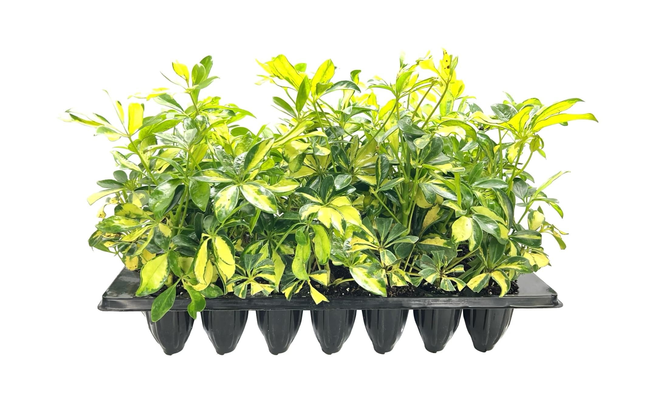 Arboricola Variegated Schefflera Trinette I 40 Live Plants I Vibrant ...