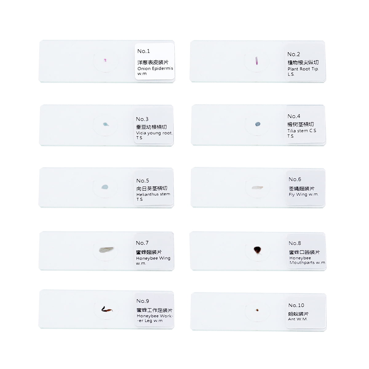 Arborister 10PCS Specimen Slides for Kids - Basic Biology Education ...