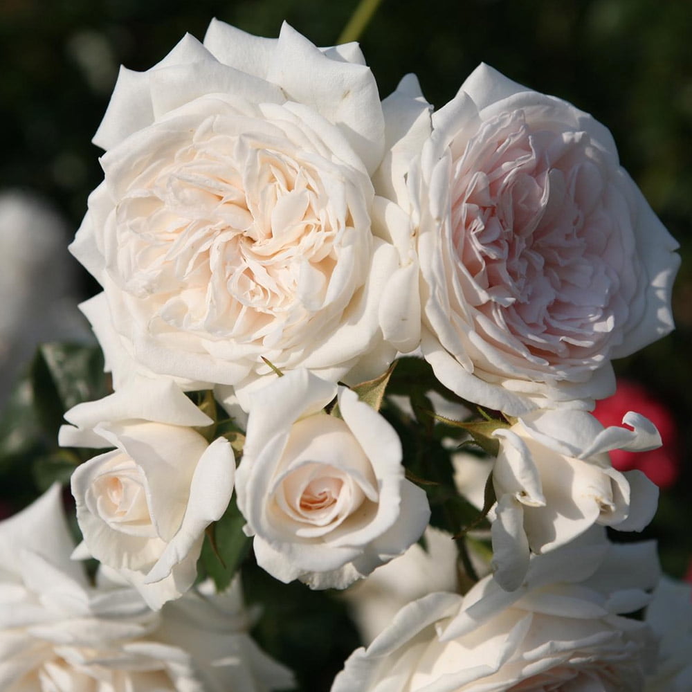 Heirloom Roses Arborose® Honeymoon Climbing Rose - Live White Rose ...