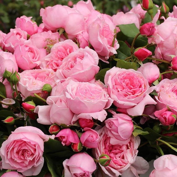 "Arborose® Kiss Me Kate Live Rose Plant, Fragrant Pink Climbing Rose ...
