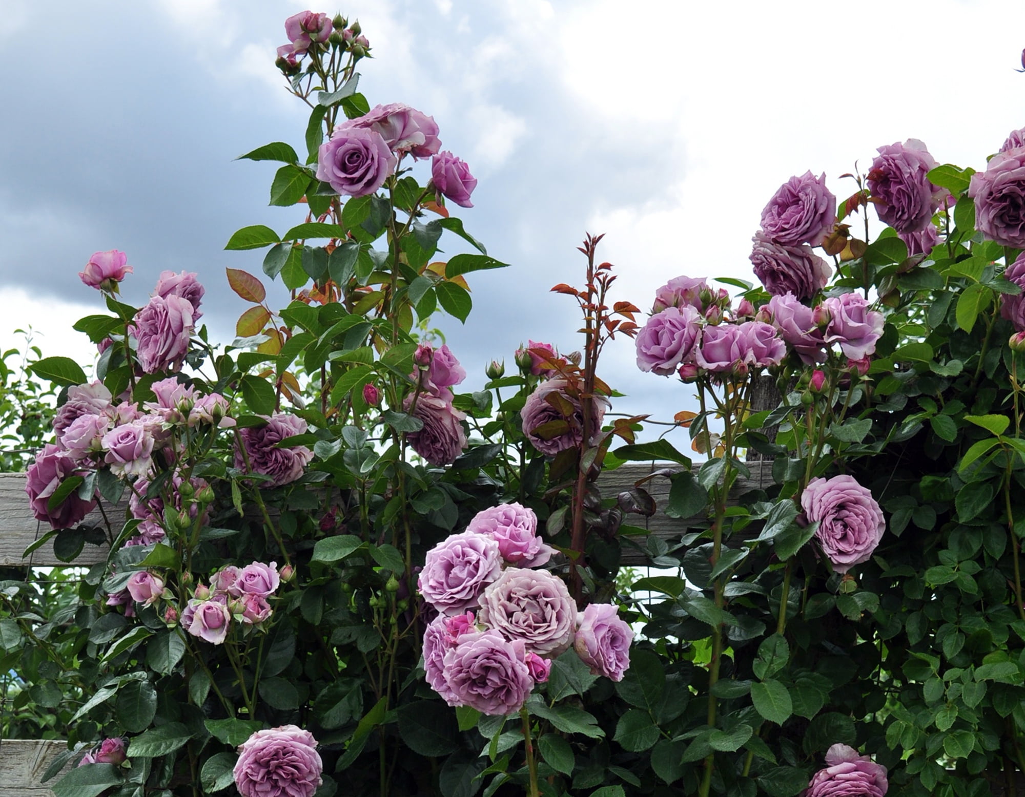 Arborose® Quicksilver™ Climbing Rose Bush - 4" Pot - Walmart.com