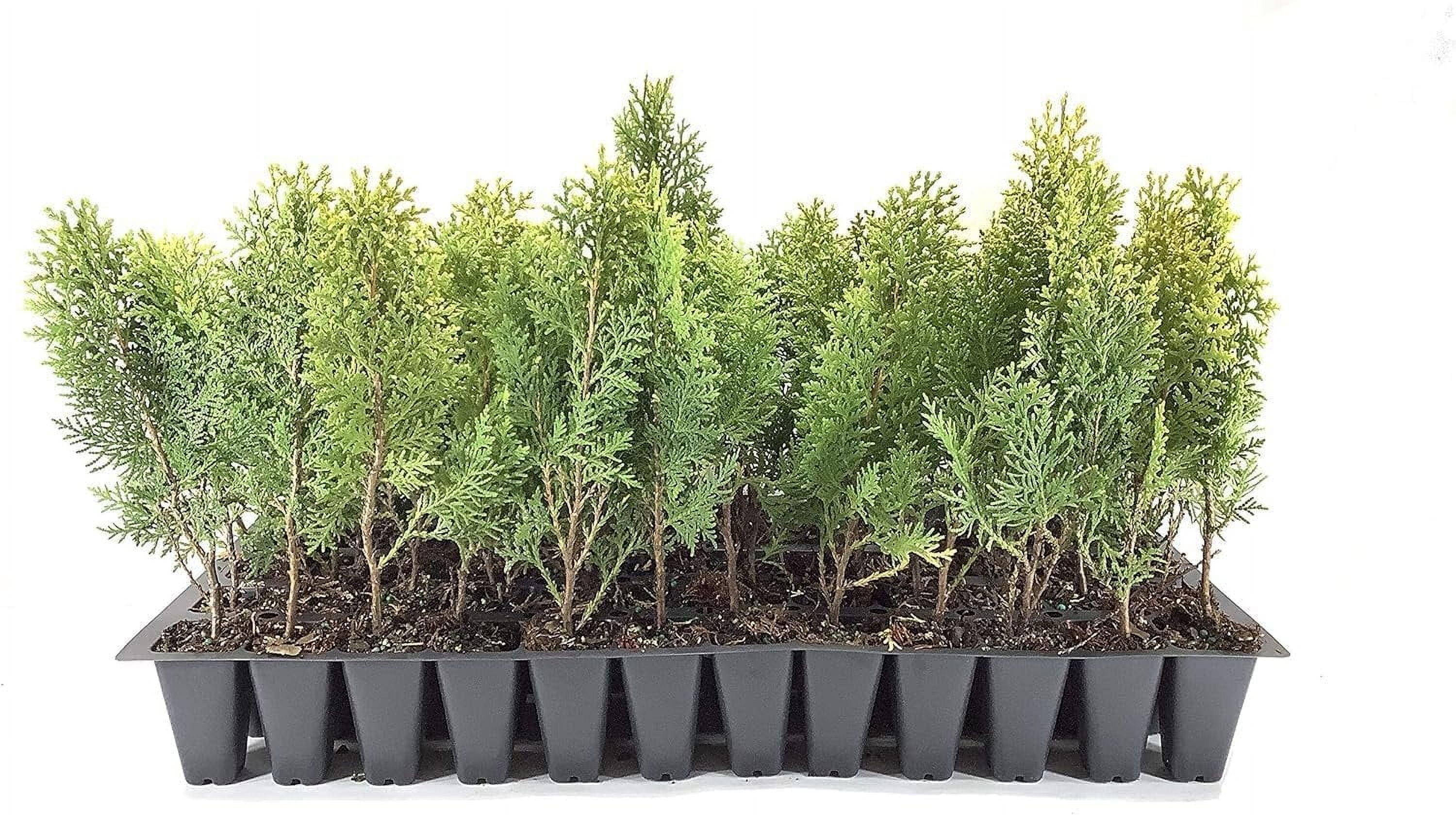 Arborvitae Berkman's Gold 10 Live Plants Thuja Occidentalis Perfect for ...