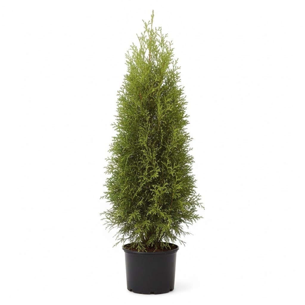 Direct Gardening Emerald Green Arborvitae Tree Live Evergreen Shrub, 5 ...