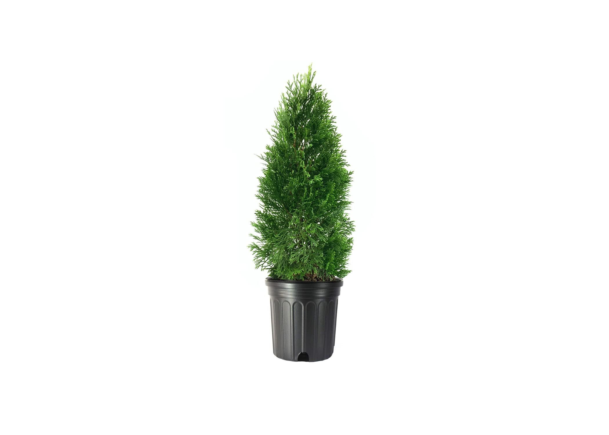 Arborvitae Emerald Green 1 Live Gallon Size Tree Thuja Occidentalis ...