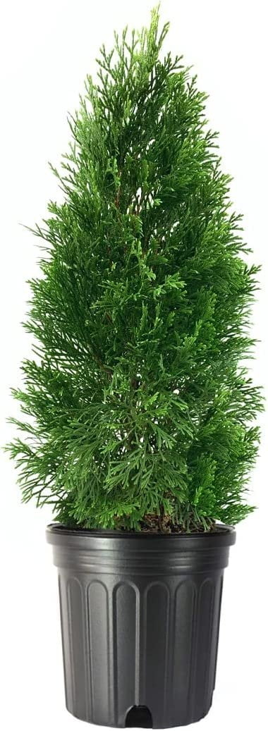 Arborvitae Emerald Green 1 Live Gallon Size Tree Thuja Occidentalis ...