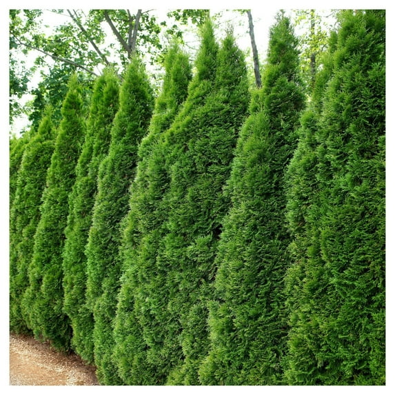Arborvitae 'Emerald Green' 1pc U.S.D.A Hardiness Zone 4-9 - 2.25 Gallon: Live Privacy Hedge ...