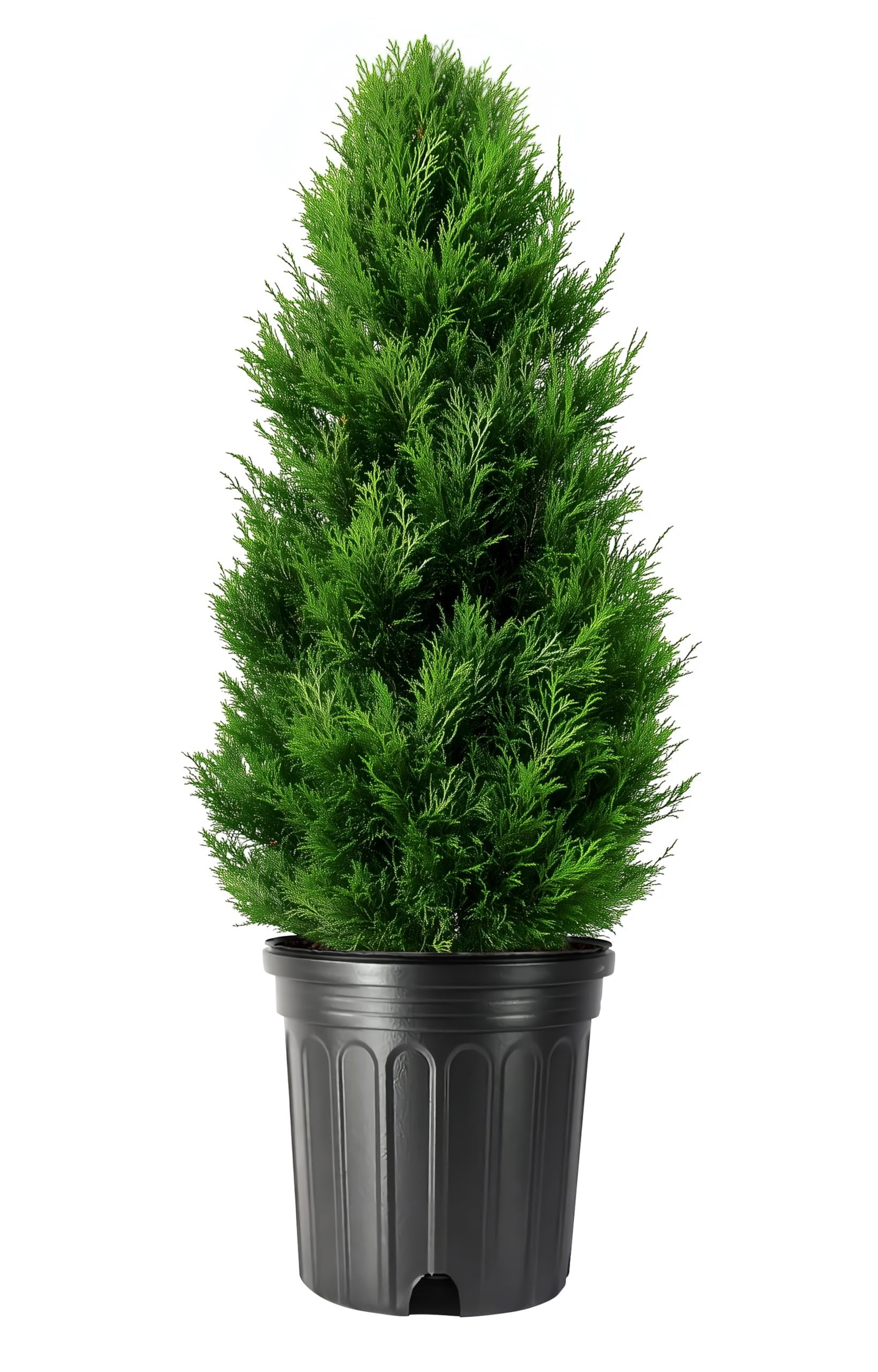 Arborvitae Emerald Green - Fast Growing, Outdoor Potted, 2 Live Gallon ...