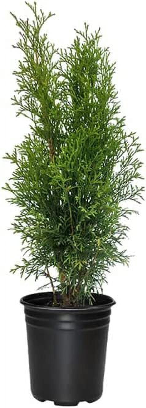 Arborvitae Emerald Green 3 Live 4 Inch Pots Thuja Occidentalis Smaragd ...
