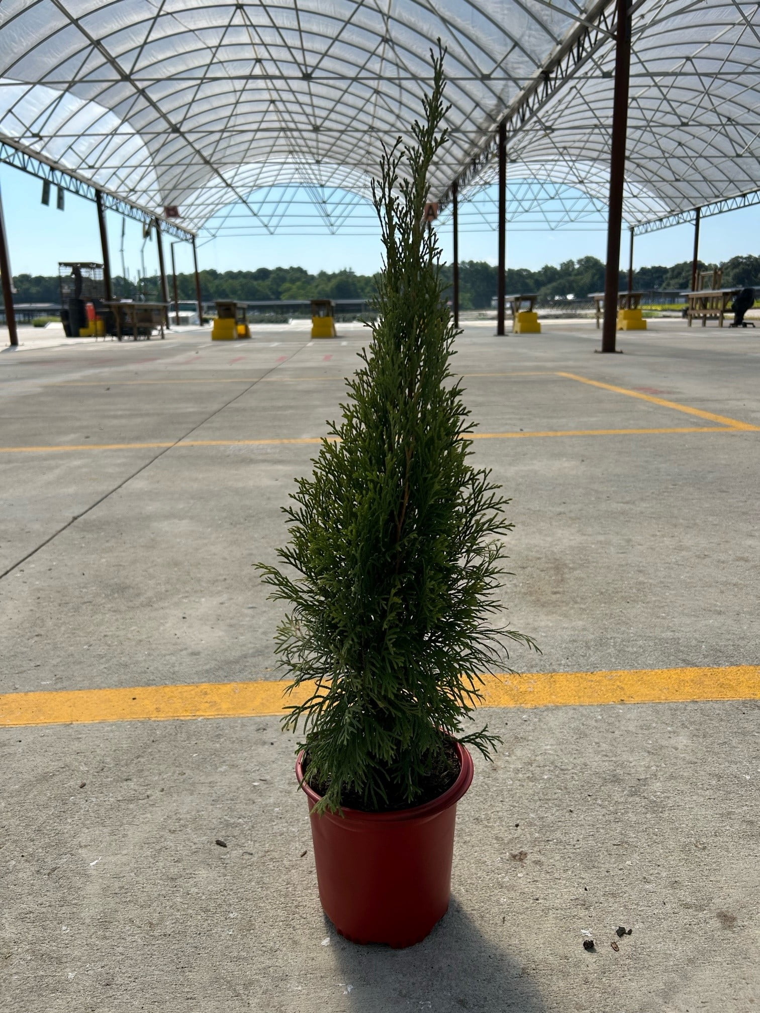 Arborvitae Emerald Green 3G, Evergreen, Coniferous Evergreen, Shrub ...