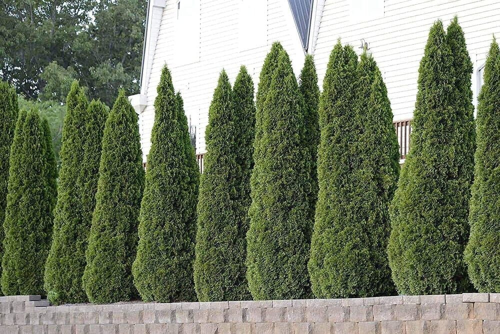 Arborvitae Emerald Green | Live 4 Inch Pots | Thuja Occidentalis ...