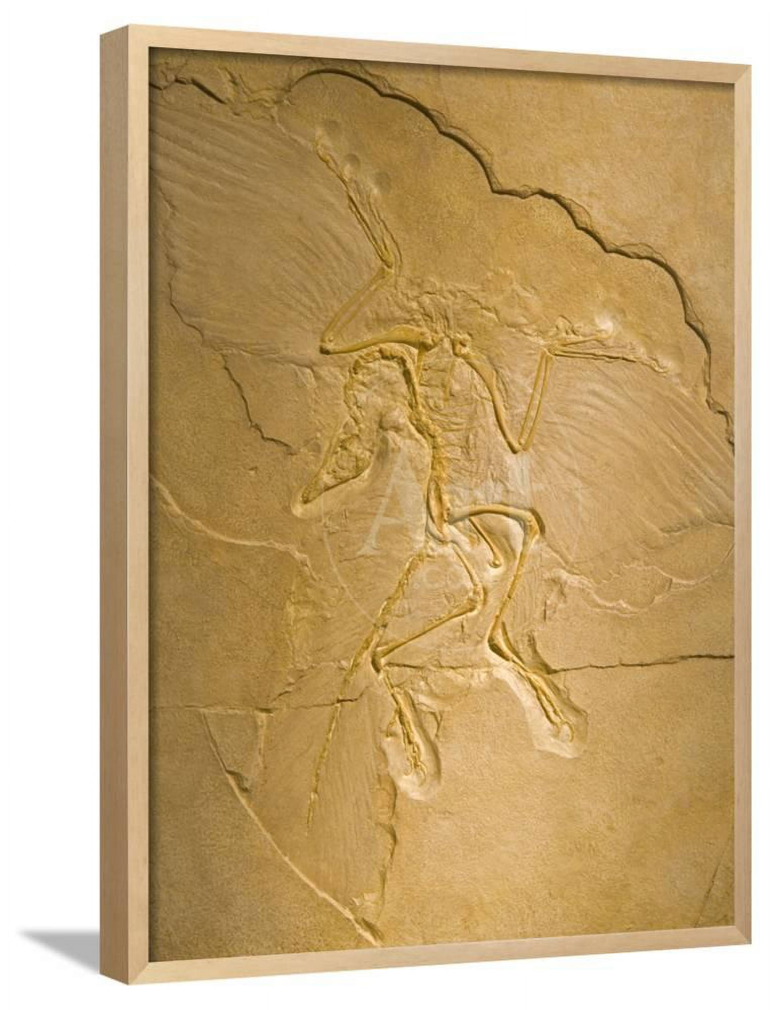 Archaeopteryx Fossil the Earliest Most Primitive Bird, Framed Art Print ... Archaeopteryx Fossil the Earliest Most Primitive Bird, Framed Art Print ...