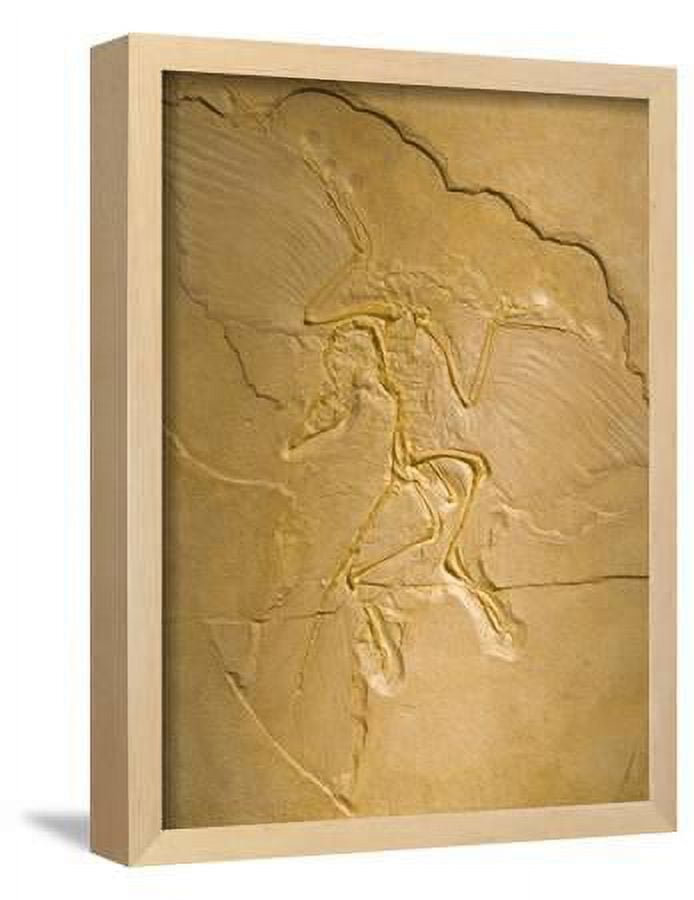 Archaeopteryx Fossil the Earliest Most Primitive Bird, Framed Art Print ...