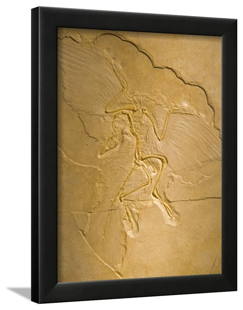 Archaeopteryx Fossil the Earliest Most Primitive Bird, Framed Art Print ...
