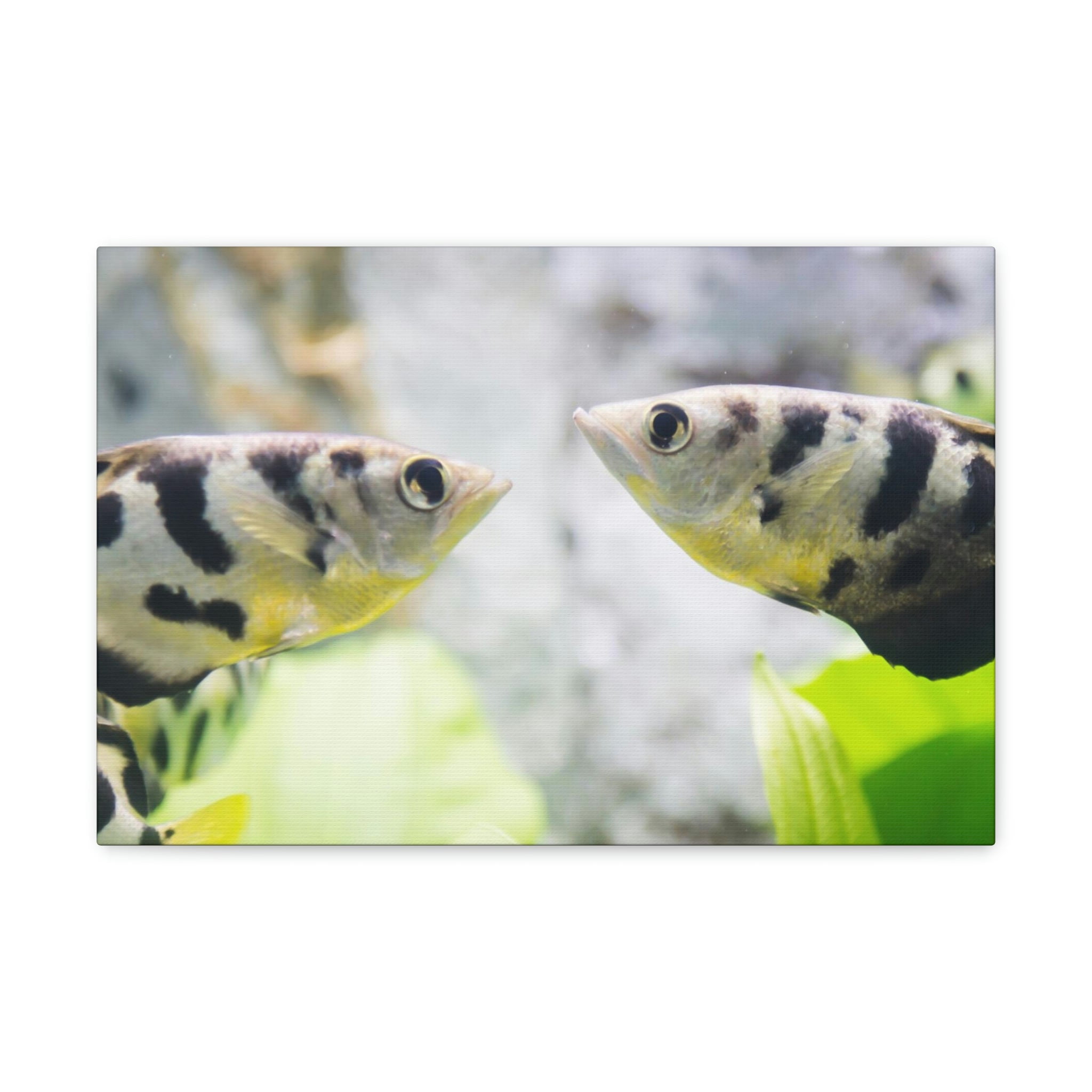 Archer Fish Wildlife Animal Archer Fish Under Water Wall Art Ready To ...