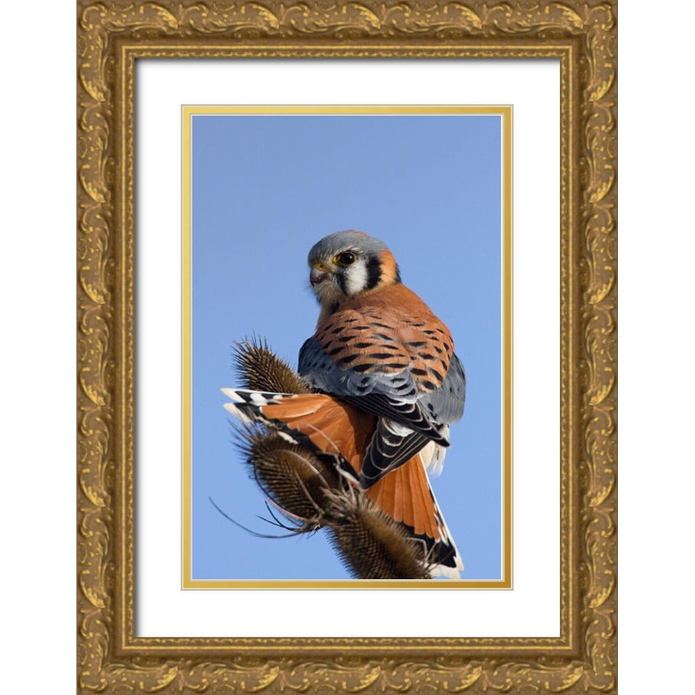 Archer, Ken 11x14 Gold Ornate Wood Framed with Double Matting Museum ...