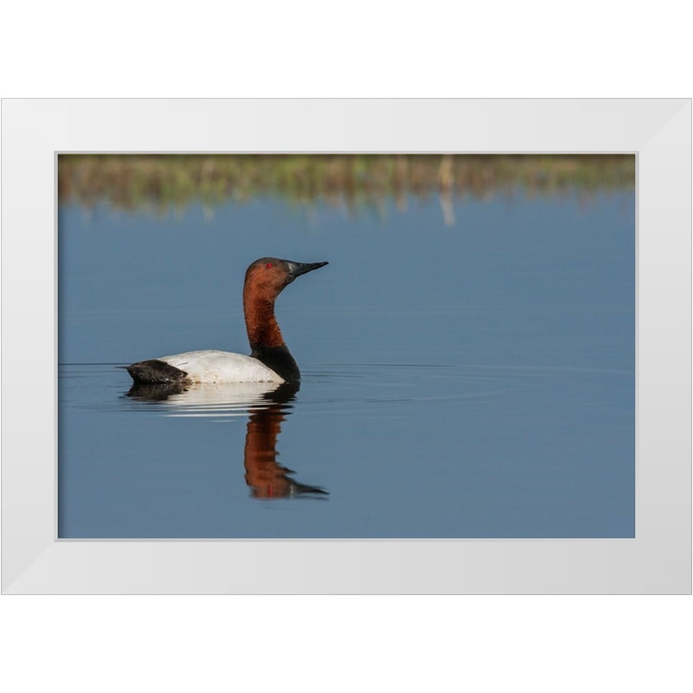 Archer, Ken 14x11 White Modern Wood Framed Museum Art Print Titled - Canvasback drake - Walmart.com