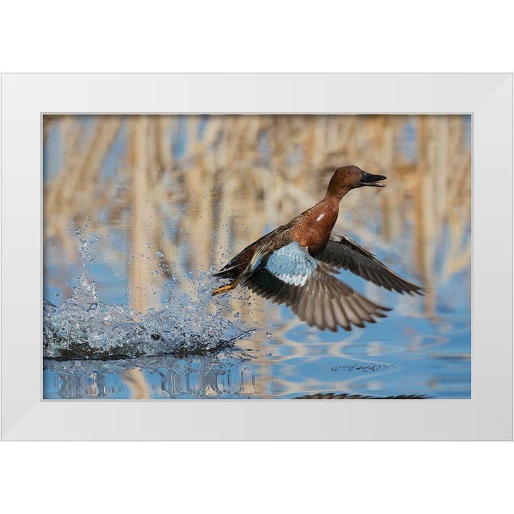 Archer, Ken 14x11 White Modern Wood Framed Museum Art Print Titled - Cinnamon Teal Drake taking ...