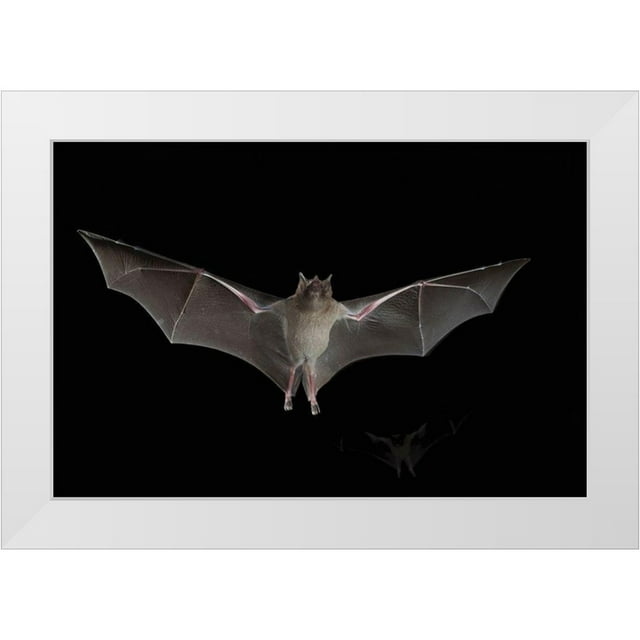 Archer, Ken 14x11 White Modern Wood Framed Museum Art Print Titled ...