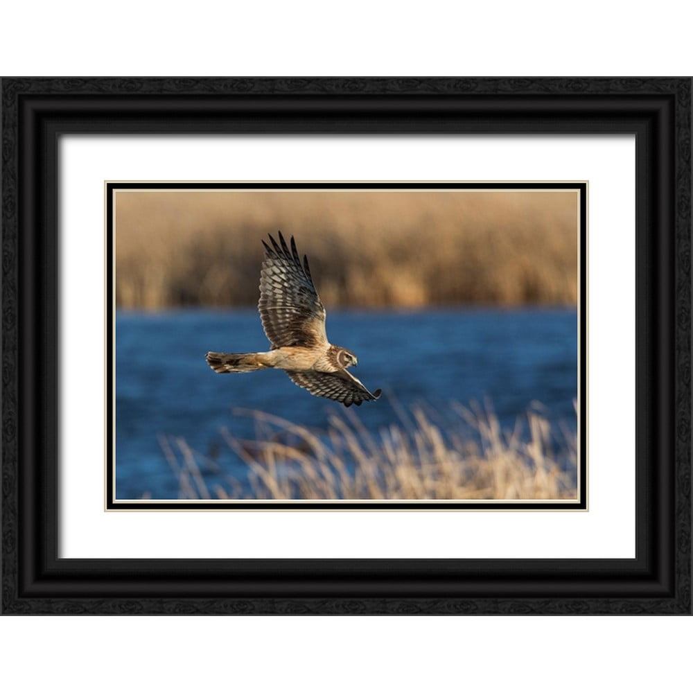 Archer, Ken 18x13 Black Ornate Wood Framed with Double Matting Museum ...