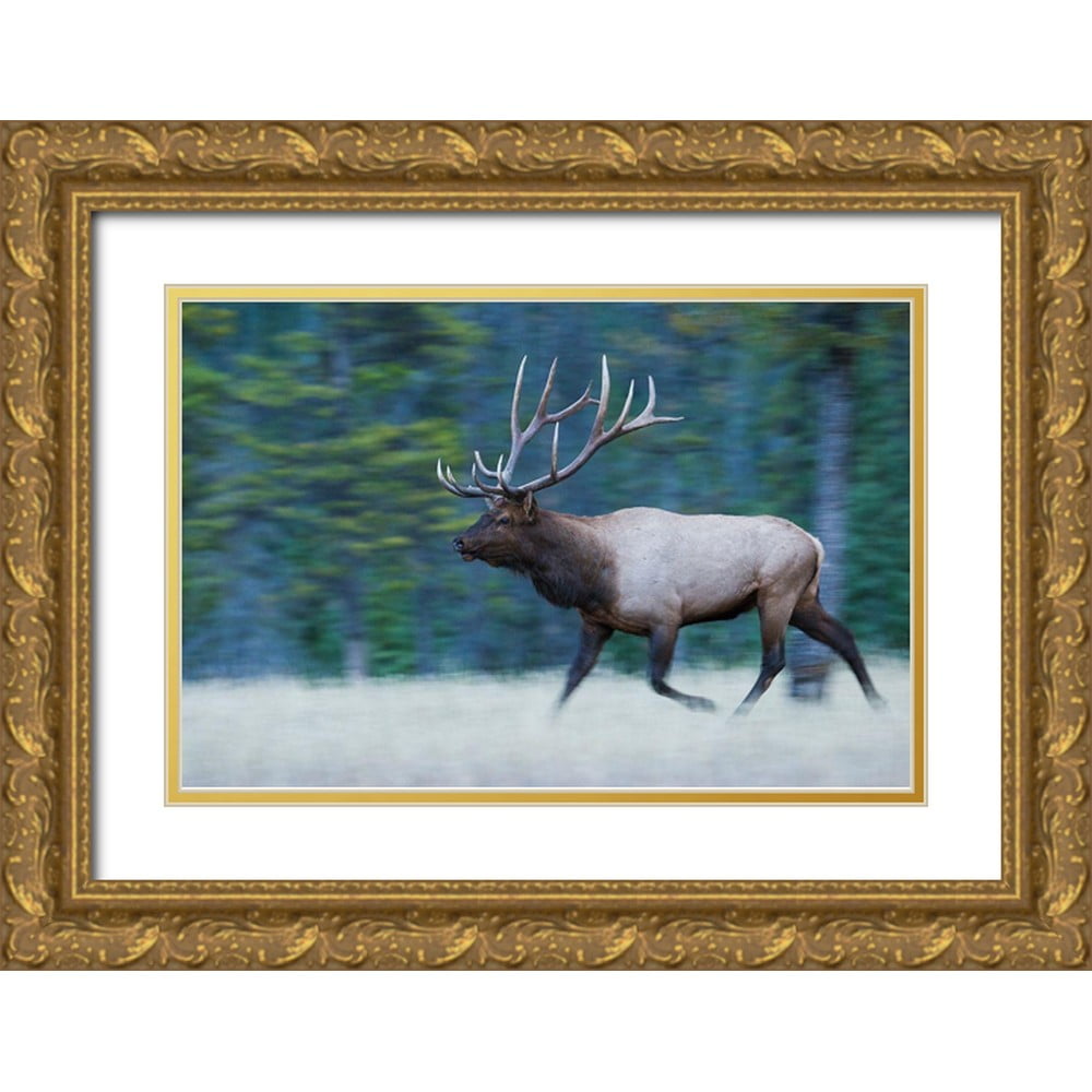 Archer, Ken 18x13 Gold Ornate Wood Framed with Double Matting Museum Art Print Titled - Bull Elk ...