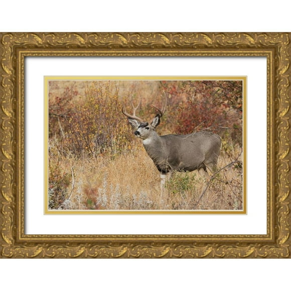 Mule Deer Paintings