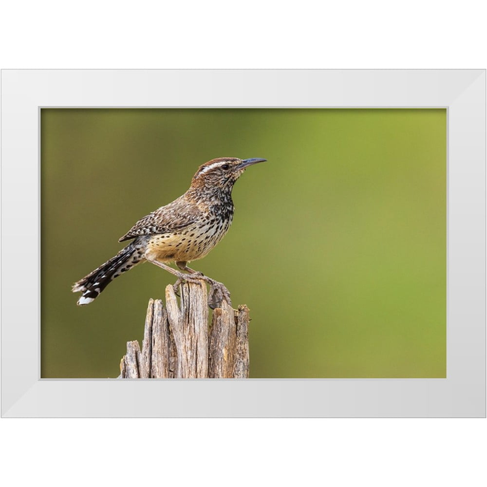 Archer, Ken 18x13 White Modern Wood Framed Museum Art Print Titled ...