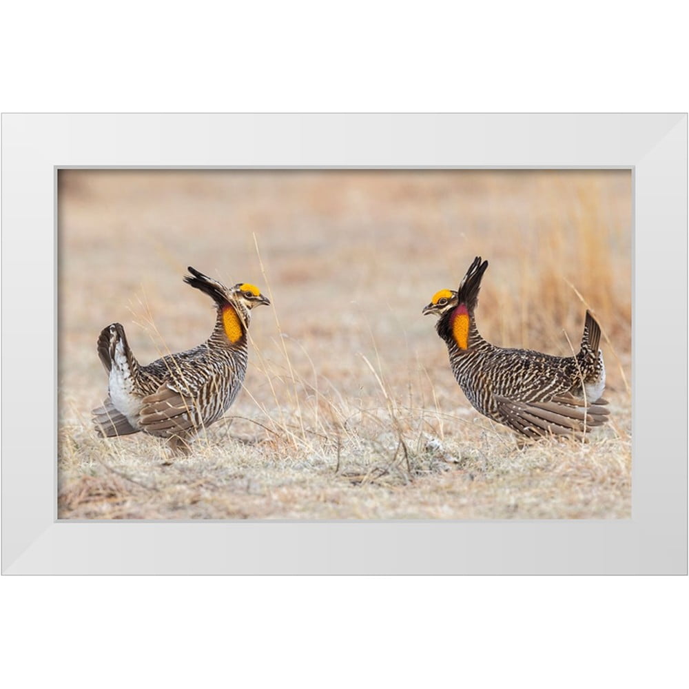 Archer, Ken 18x13 White Modern Wood Framed Museum Art Print Titled ...