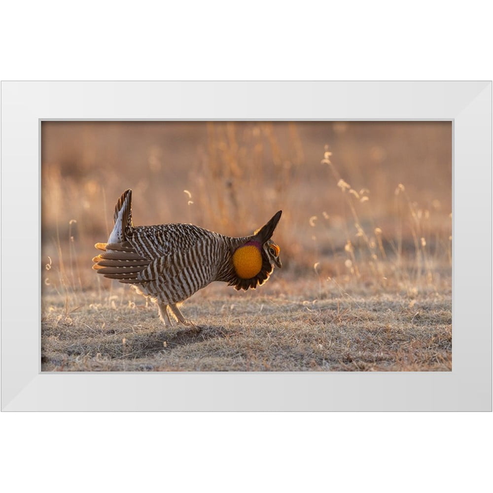 Archer, Ken 18x13 White Modern Wood Framed Museum Art Print Titled ...