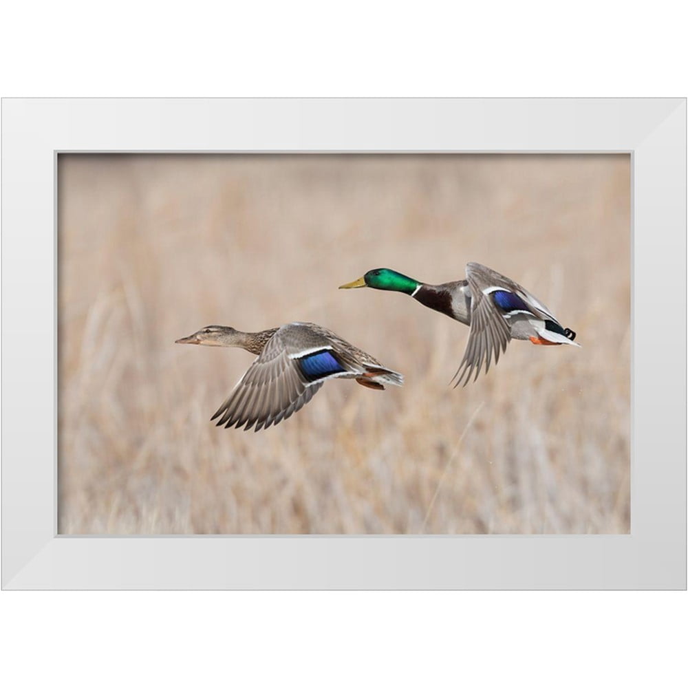 Flying White Duck