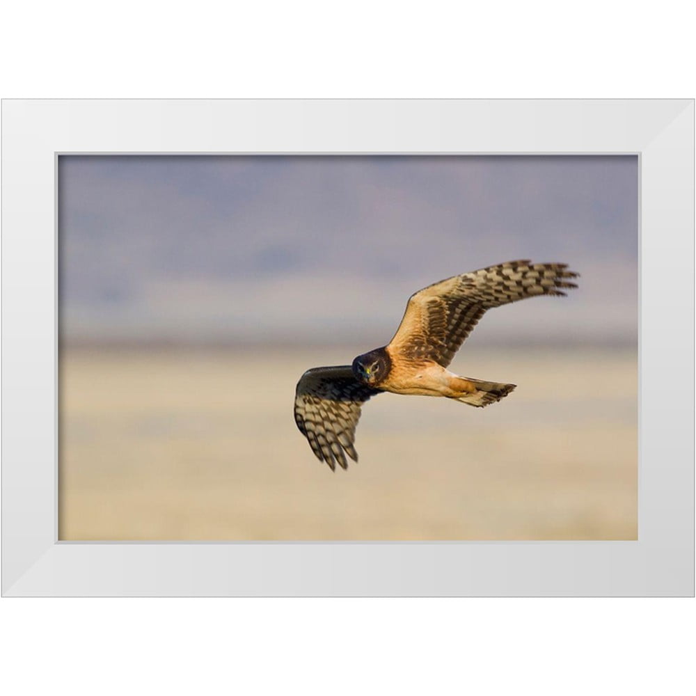 Archer, Ken 18x13 White Modern Wood Framed Museum Art Print Titled ...