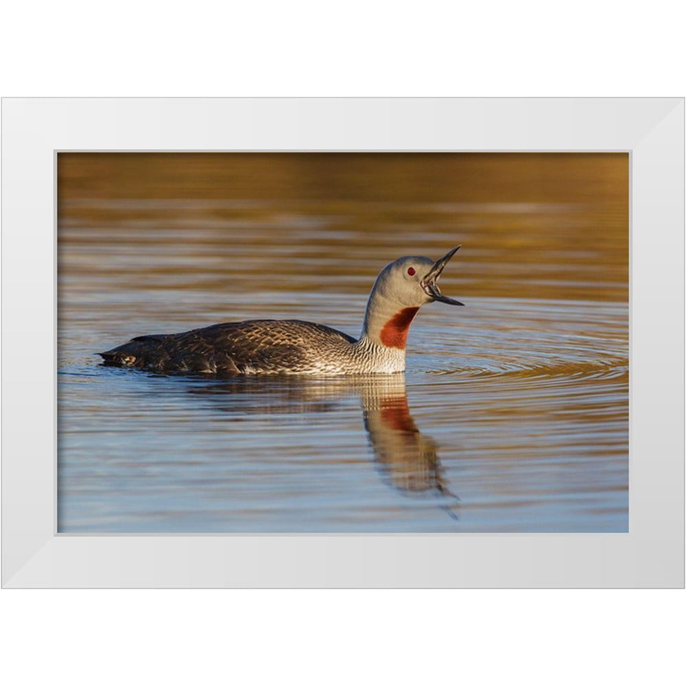 Archer, Ken 24x17 White Modern Wood Framed Museum Art Print Titled - Red-throated Loon Calling ...