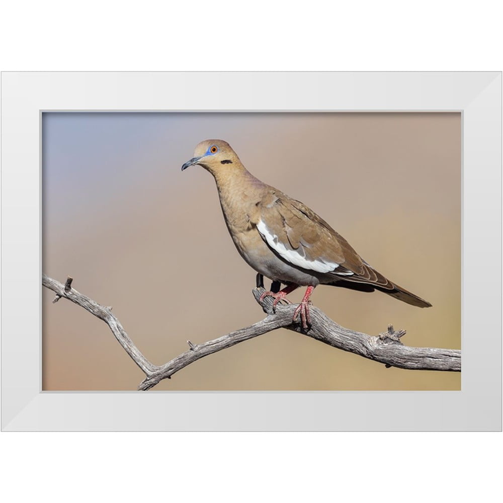 Archer, Ken 24x17 White Modern Wood Framed Museum Art Print Titled ...