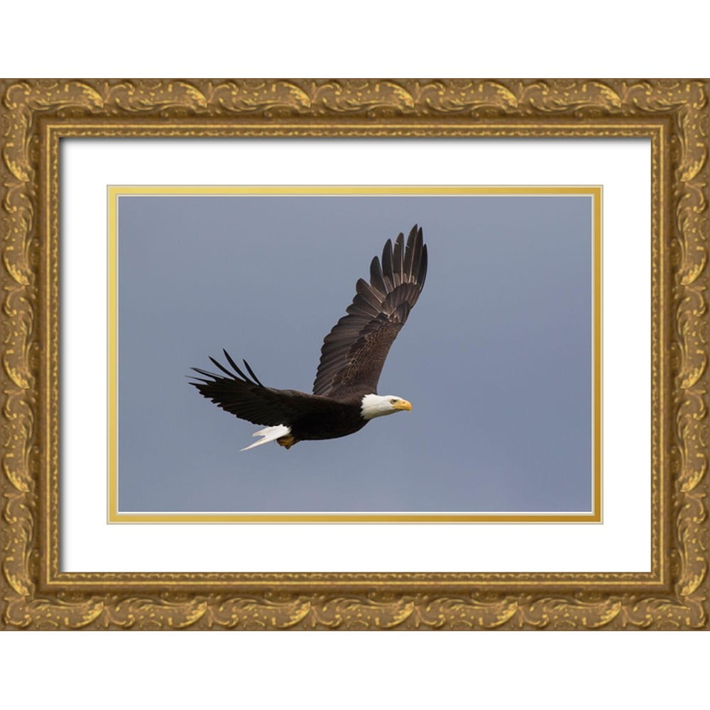 Archer, Ken 32x23 Gold Ornate Wood Framed with Double Matting Museum Art Print Titled - Bald ...
