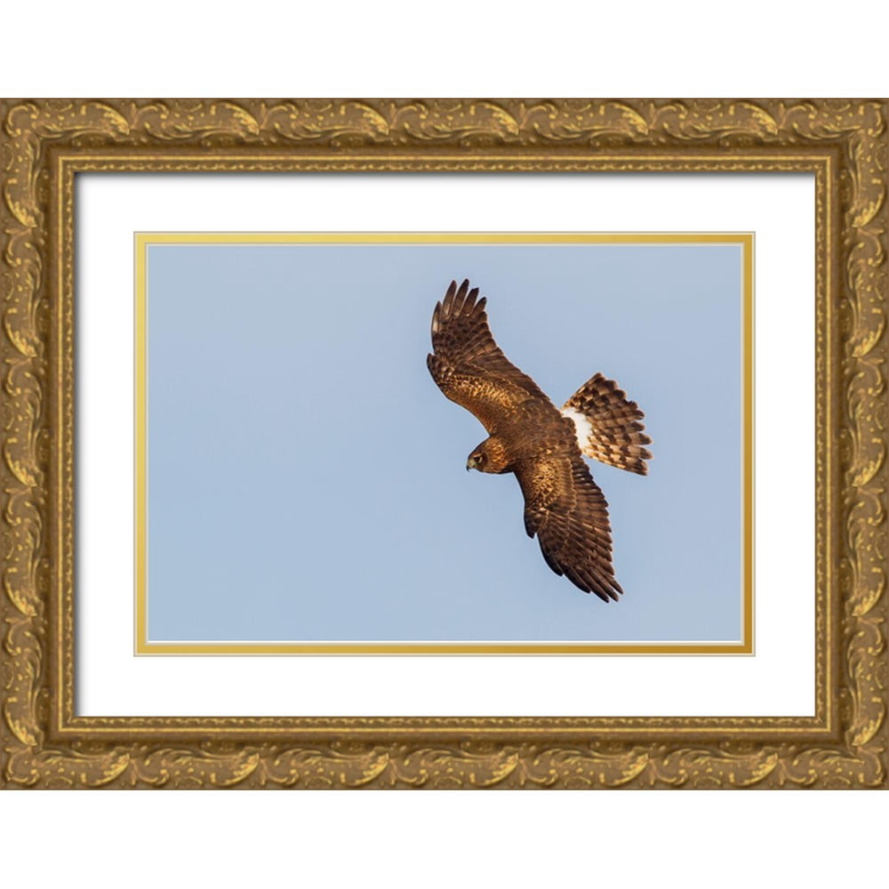 Archer, Ken 32x23 Gold Ornate Wood Framed with Double Matting Museum ...