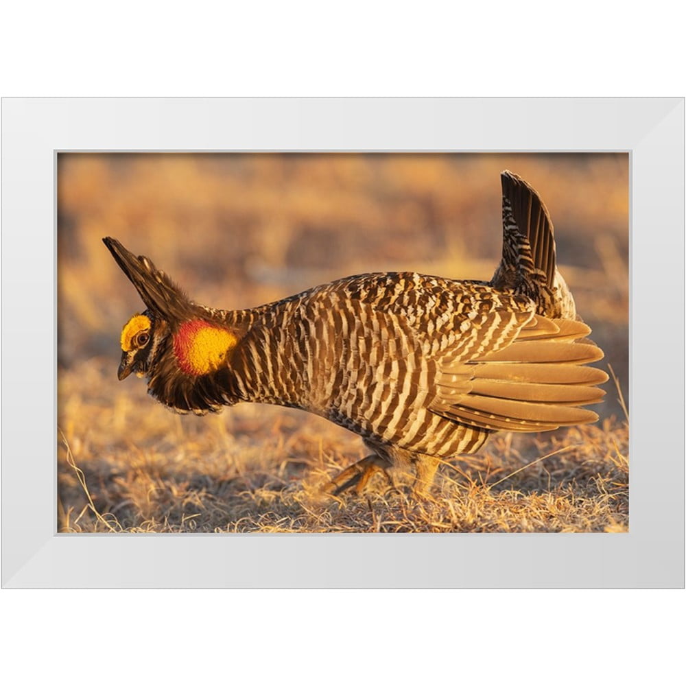 Archer, Ken 32x23 White Modern Wood Framed Museum Art Print Titled ...