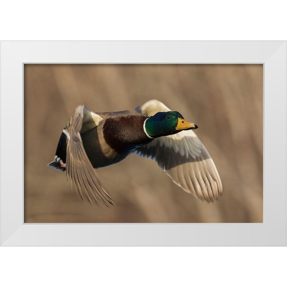 Archer, Ken 32x23 White Modern Wood Framed Museum Art Print Titled ...