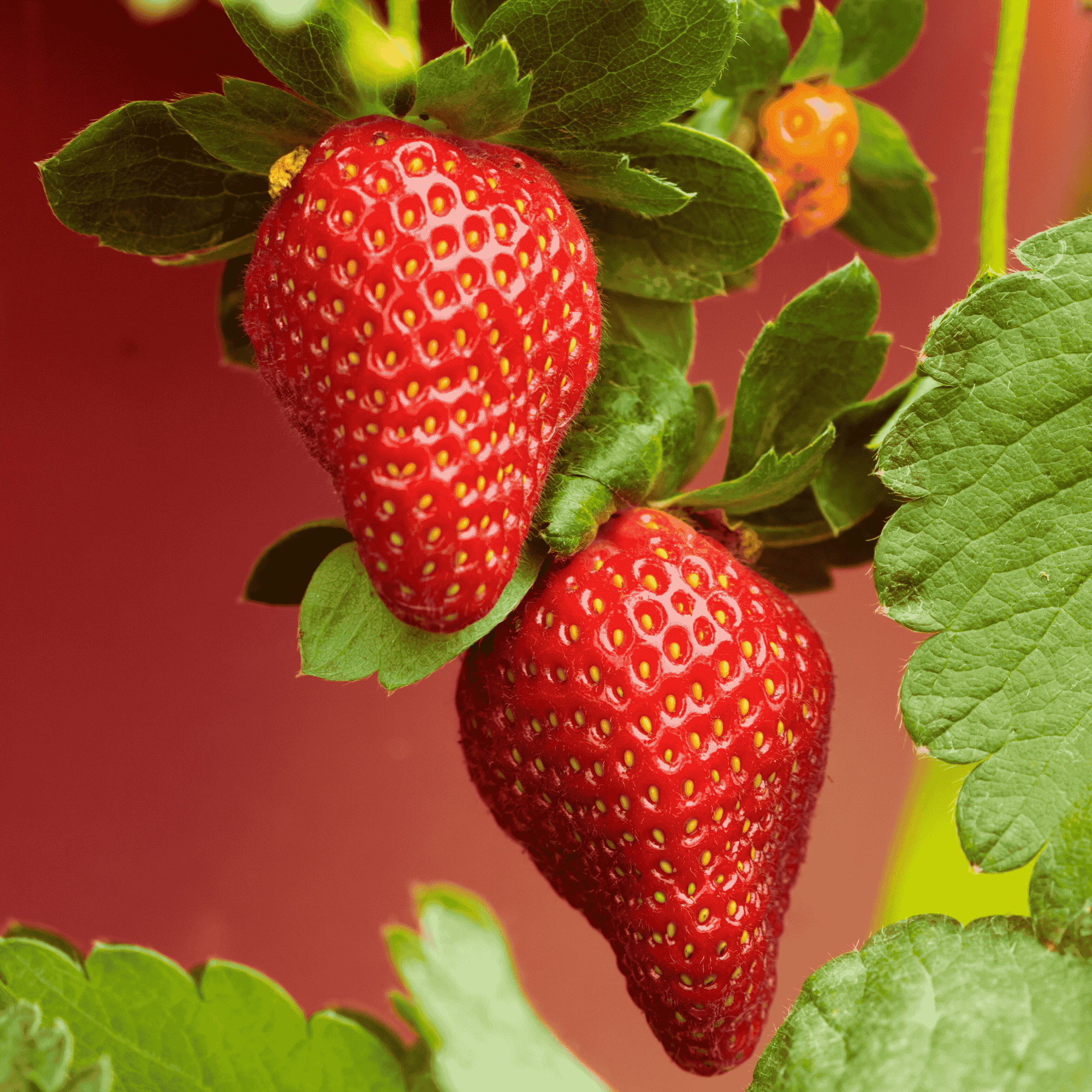 Archer Strawberry Roots – Bare Root Plants | June-Bearing Variety ...