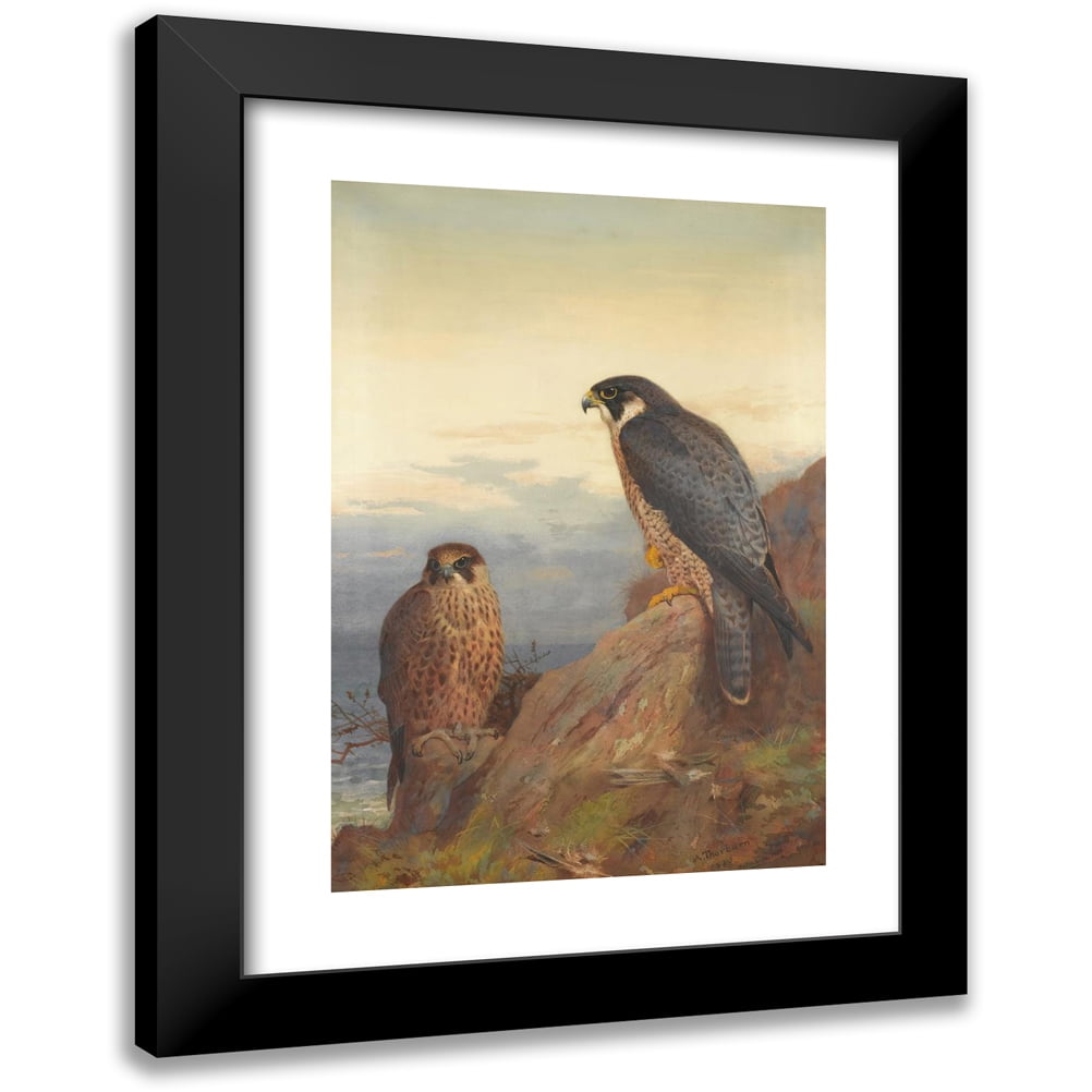 Archibald Thorburn 11x14 Black Modern Framed Museum Art Print Titled ...