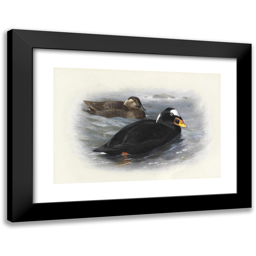 Archibald Thorburn 14x11 Black Modern Framed Museum Art Print Titled ...