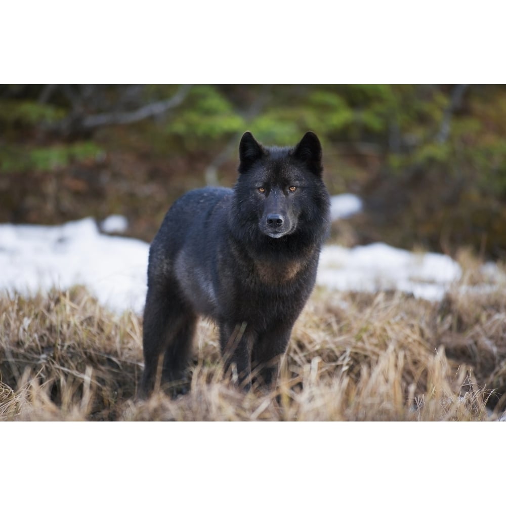 Archipelago Wolf In Black Color Phase Standing Alert In Grass Southeast ...