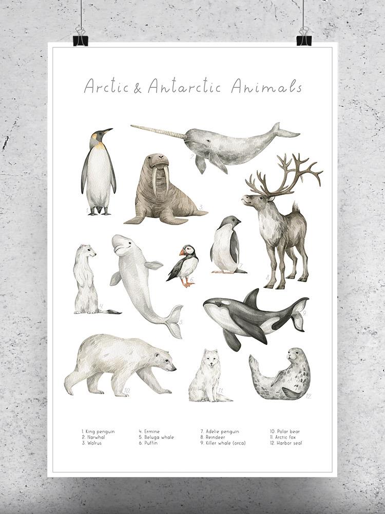 Arctic And Antactic Animals Poster - Image by Shutterstock, - Walmart.com