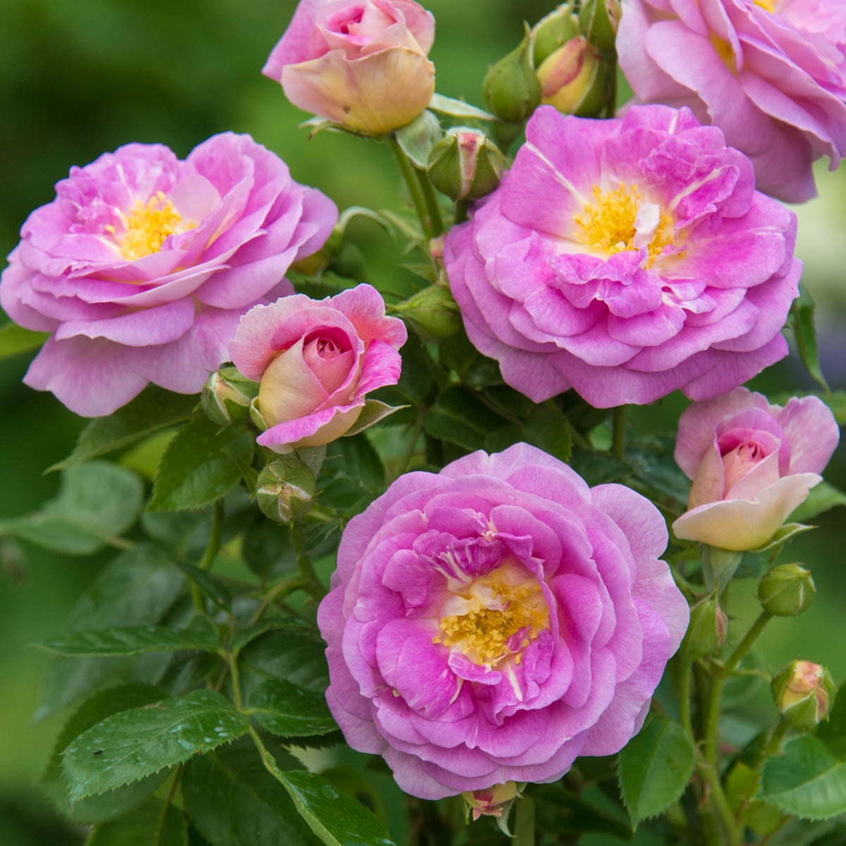 Arctic Blue Dormant Bare Root Floribunda 24IN Tree Form Rose, 1-Pack ...