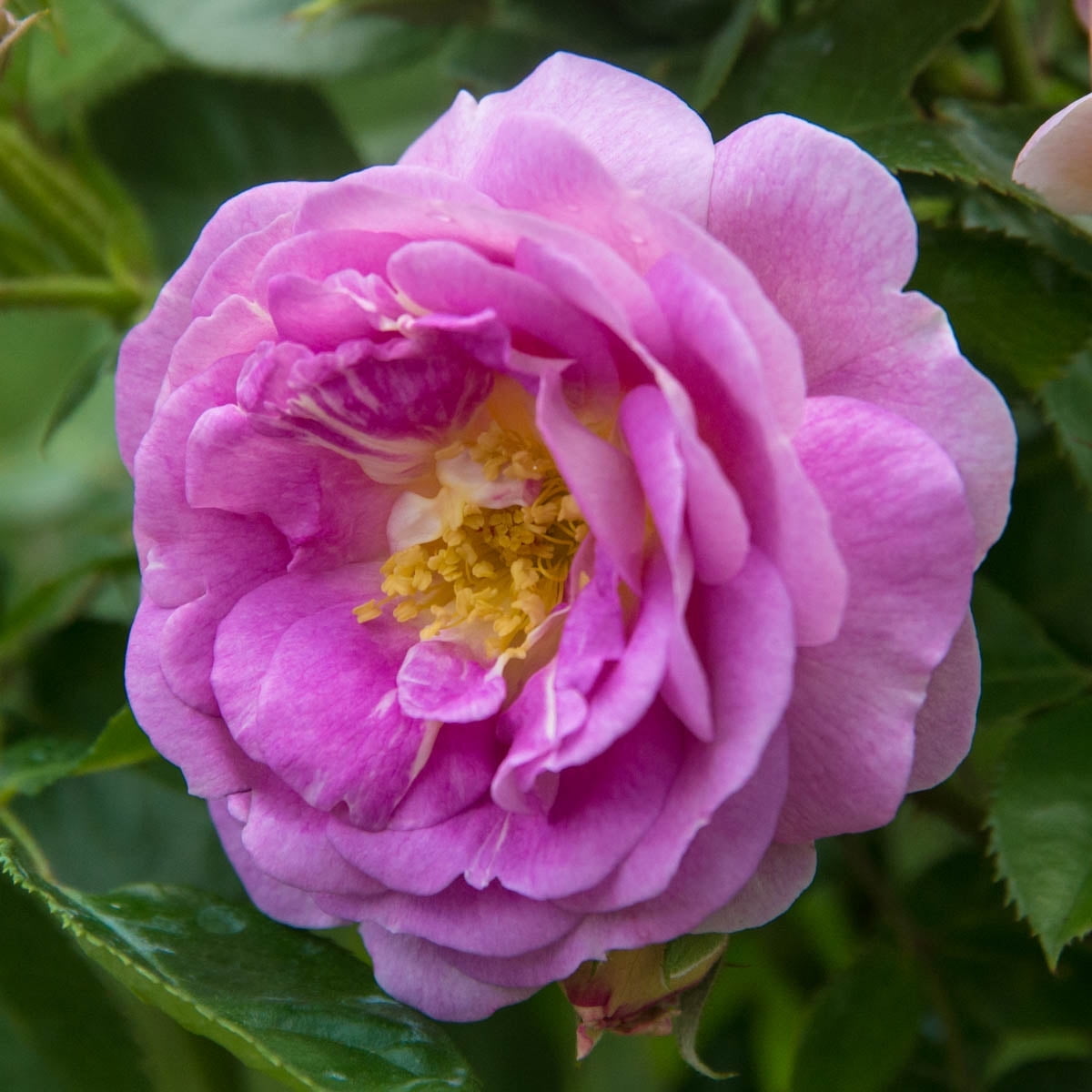 Direct Gardening Arctic Blue Floribunda Rose Plant - Walmart.com
