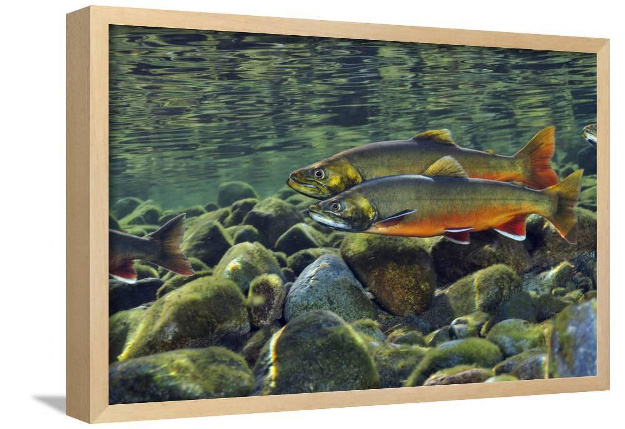 Arctic Charr Salvelinus Alpinus Males in a River Ready to Spawn ...