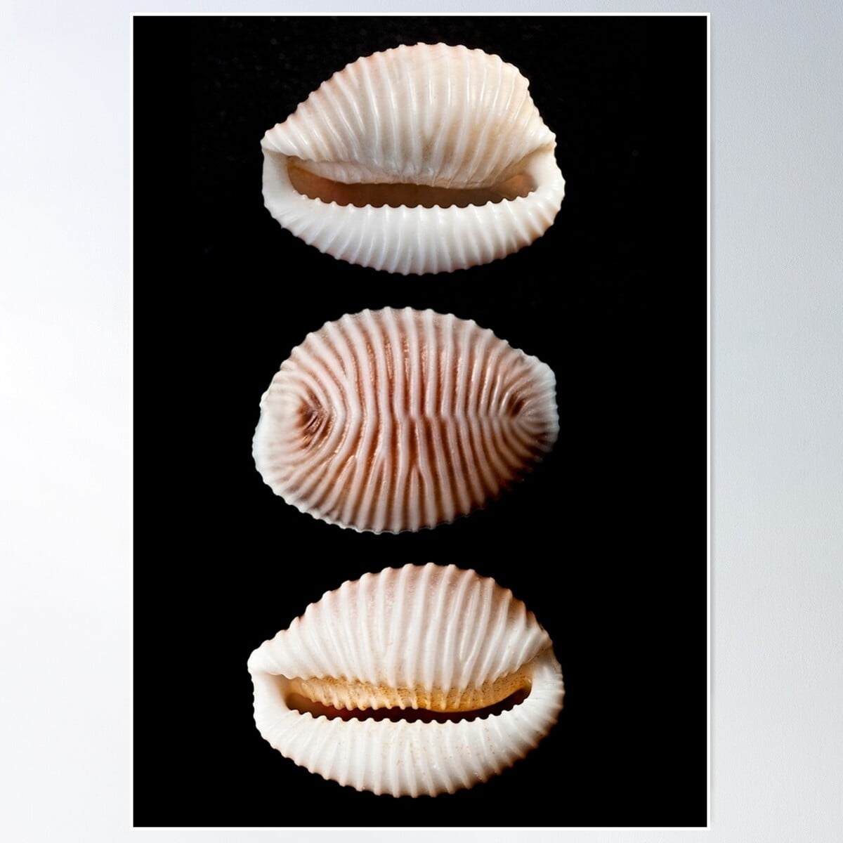 Arctic Cowrie - Beautiful Shells Poster Wall Art, Modern Wall Decor For ...