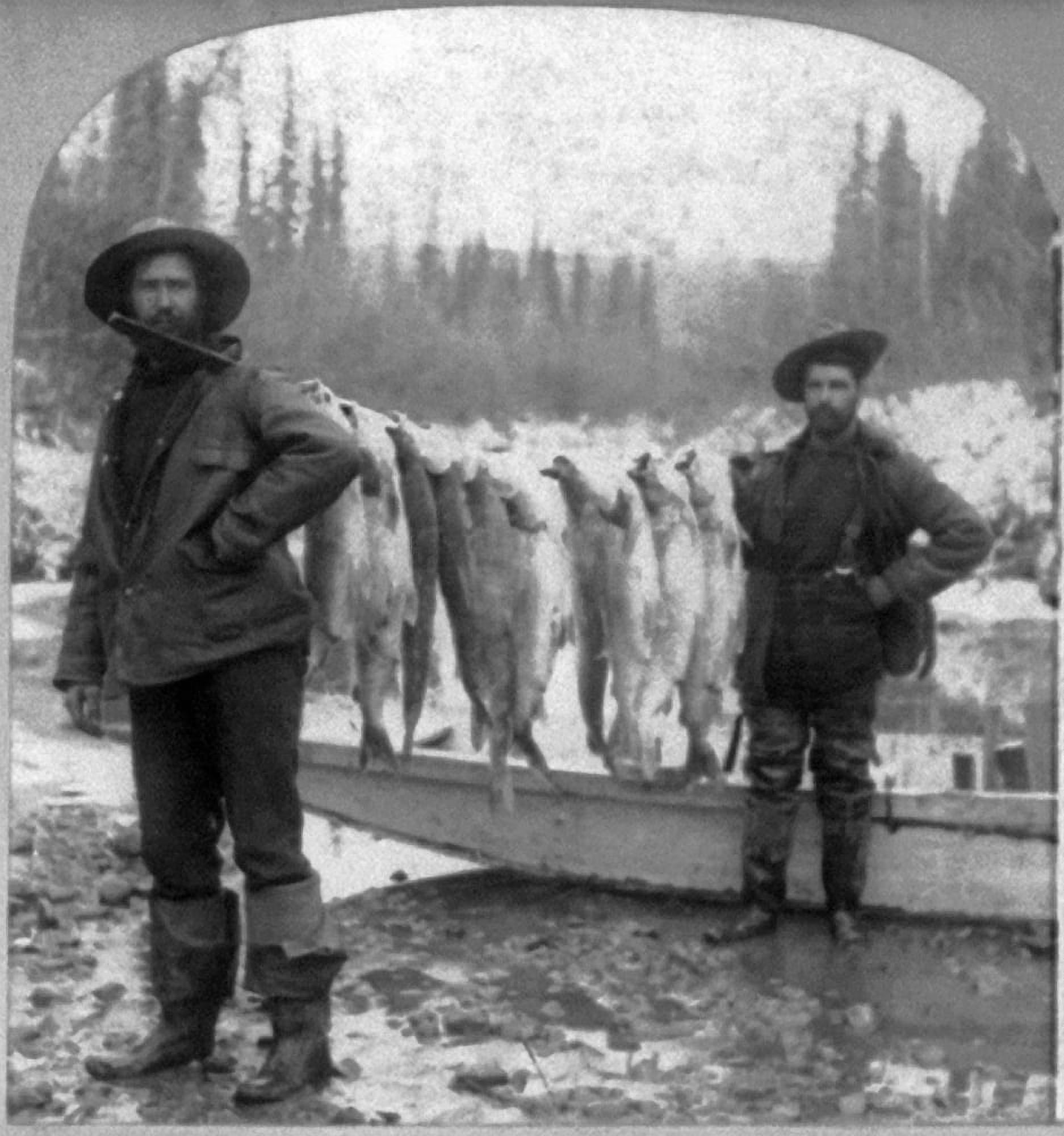 Arctic: Fishing, 1899. /Ntwo Men Carrying Their Morning Catch Of Ten ...