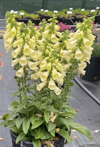 Arctic Fox Lemon Cream Foxglove - Digitalis hybrida - 3" Pot - Walmart.com