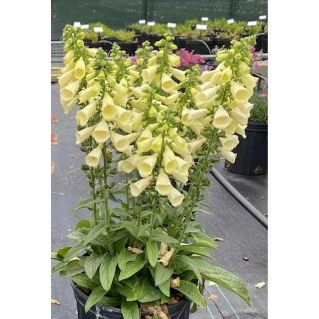 Arctic Fox Lemon Cream Foxglove - Digitalis hybrida - 3" Pot - Walmart.com