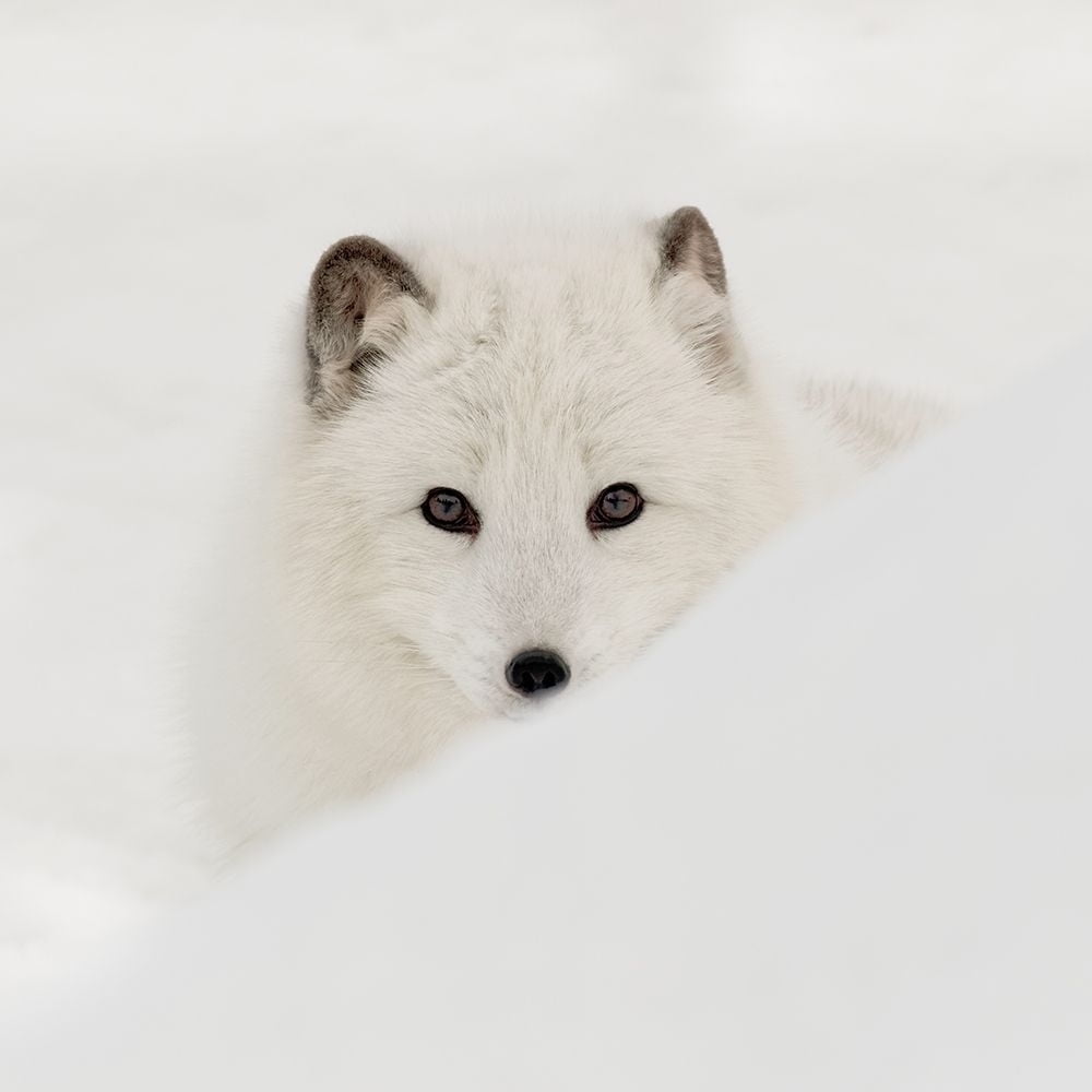 Arctic Fox Poster Print by Danita Delimont - Walmart.com